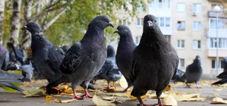 Palomas en casa: qué significa su presencia y cómo alejarlas sin ...